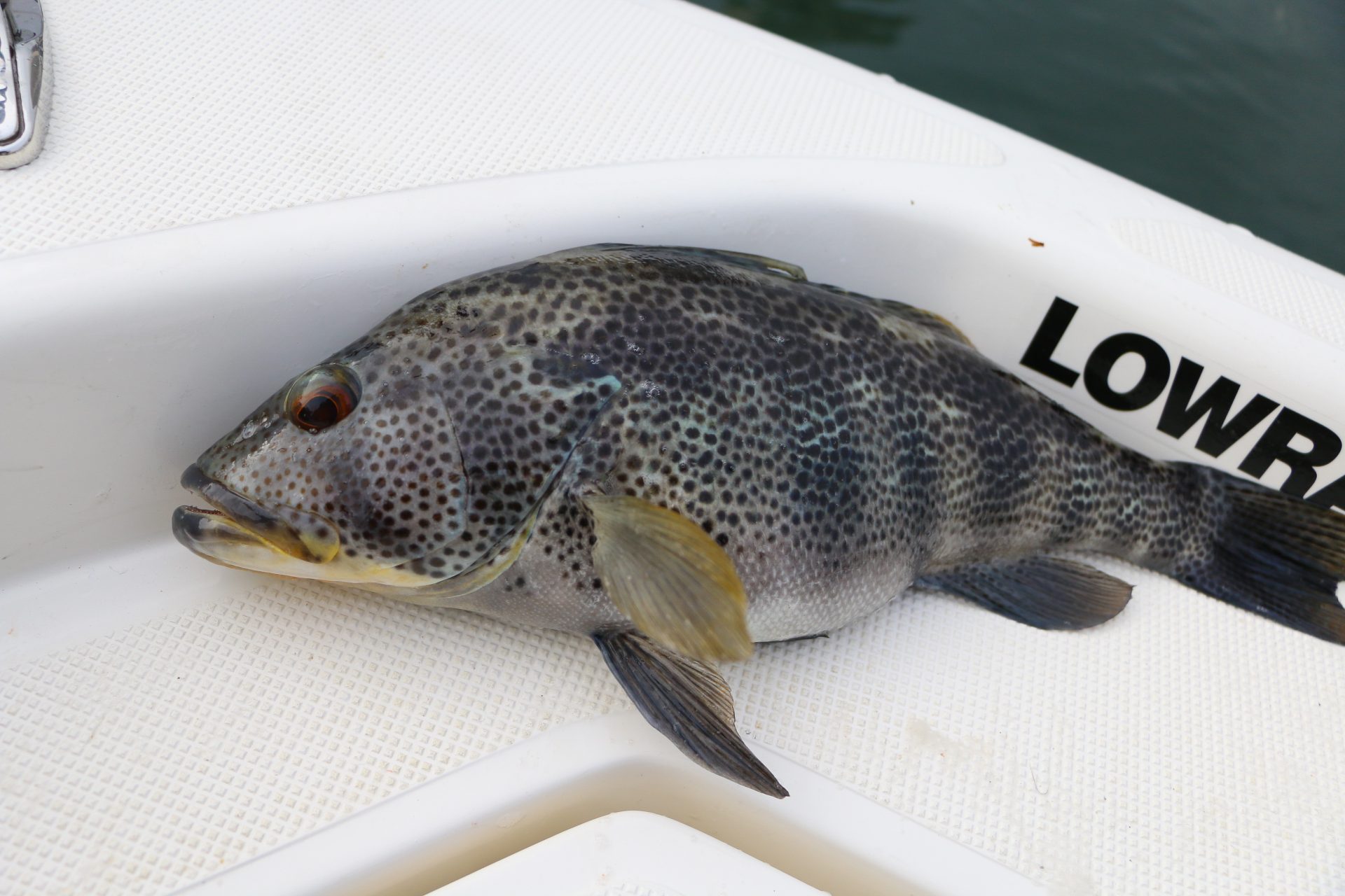 San Diego Bay Fishing Report 5/14-5/20 | Risen Tide Sportfishing